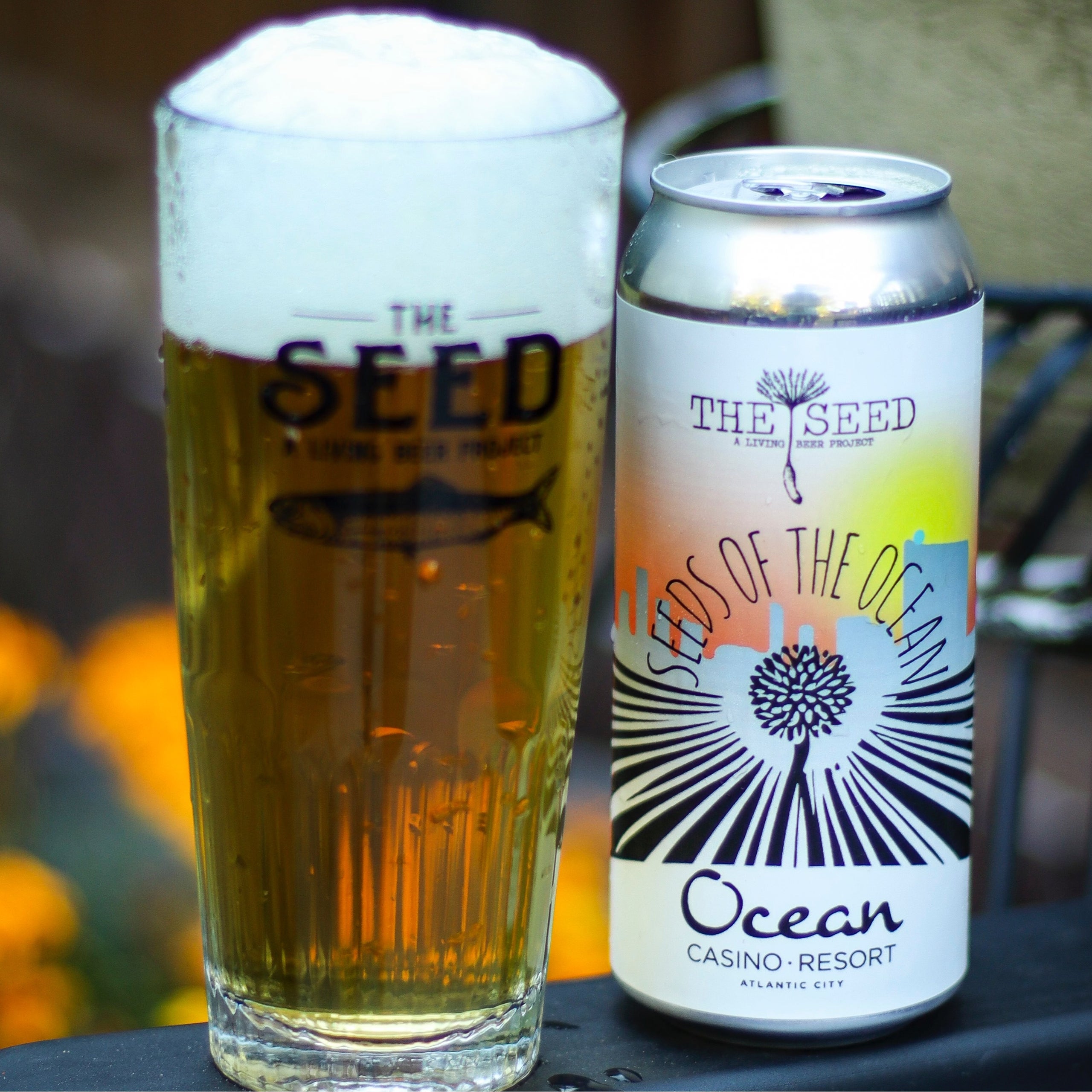 Packaged Beer | The Seed: A Living Beer Project